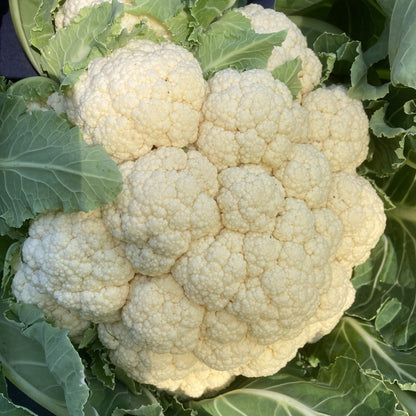 Cauliflower Aalsmeer | Grow Your Own | Free UK Delivery – Gardeners Dream