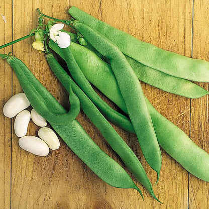 Blue Lake Climbing French Bean Seeds | Free UK Delivery – Gardeners Dream