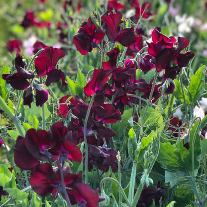 Sweet Pea Seeds | 4 Variety Collection Pack| Free UK Delivery ...