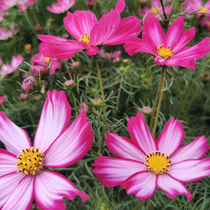 Cosmos Cosimo Red-White Seeds | Flowering Outdoor Plants – Gardeners Dream