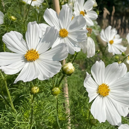 Cosmos Purity Seeds | Outdoor Plants | Free UK Delivery – Gardeners Dream