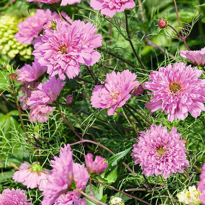 Cosmos Rose Double Click Bon Bon Seeds | Outdoor Plants – Gardeners Dream