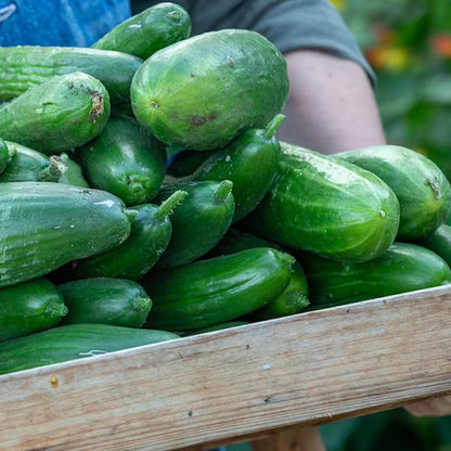 Cucumber La Diva | Grow Your Own | Free UK Delivery – Gardeners Dream