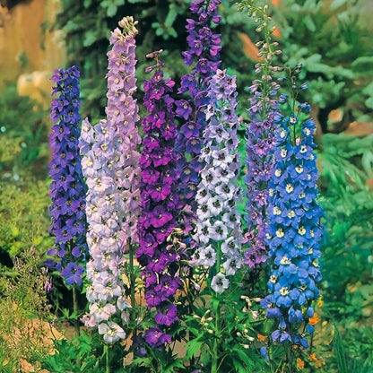 Delphinium Pacific Giants Mix Seeds | Summer Outdoor Plants – Gardeners ...