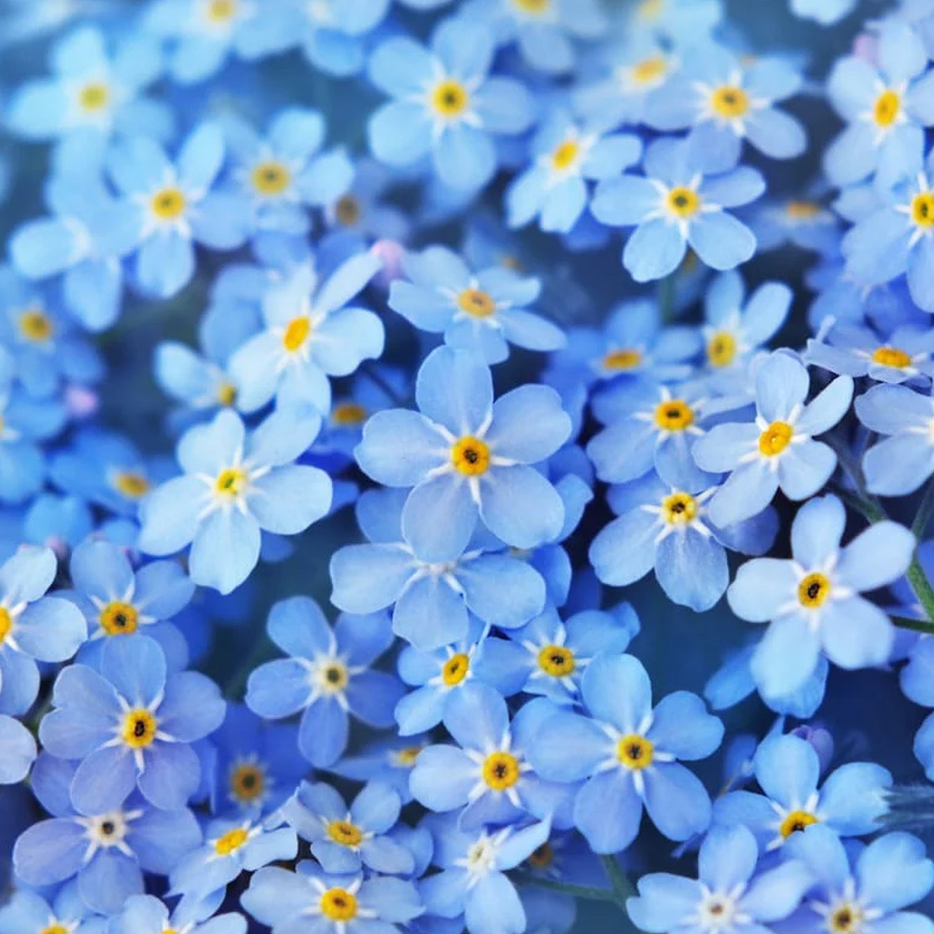 Forget-Me-Not Light Blue Flower Seeds | Outdoor Plants – Gardeners Dream