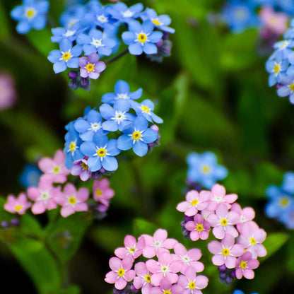 Forget-Me-Not Victoria Mix Flower Seeds | Outdoor Plants – Gardeners Dream