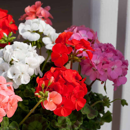 Geranium Cabaret Mixed F2 Flower Seeds | Outdoor Plants – Gardeners Dream