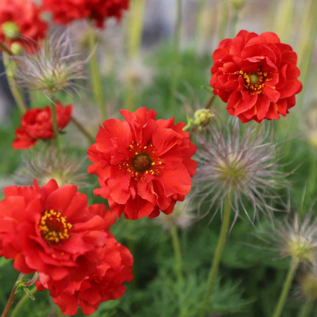 Geum Flora Plena Blazing Sunset Seeds | Outdoor Plants – Gardeners Dream