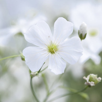 Gypsophila Covent Garden Flower Seeds | Outdoor Plants – Gardeners Dream