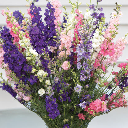 Larkspur Sublime Mixed Flower Seeds | Summer Outdoor Plants – Gardeners ...
