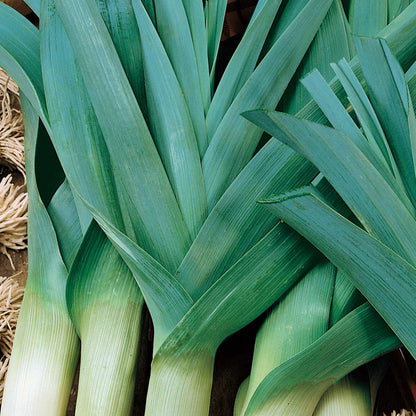 Carentam Leek Seeds | Outdoor Plants | Free UK Delivery – Gardeners Dream
