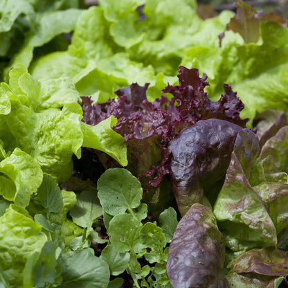 Mixed Lettuce Seeds | Grow Your Own | Free UK Delivery – Gardeners Dream