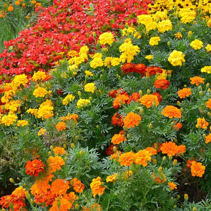 French Marigold Durango Mixed Flower Seeds | Outdoor Plants – Gardeners ...