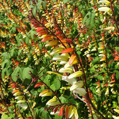 Mina Lobata Exotic Love Flower Seeds | Spanish Flag Plants – Gardeners ...