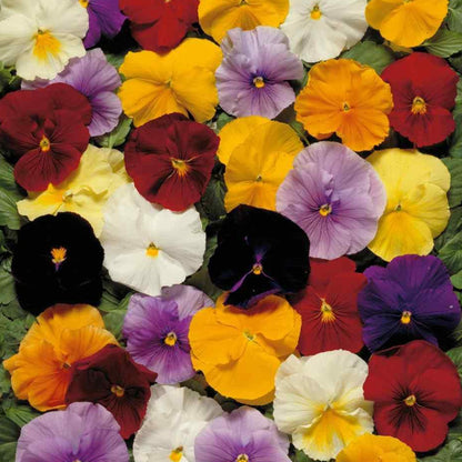 Pansy Clear Crystals Mixed Seeds | Flowering Outdoor Plants – Gardeners ...