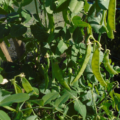 Meteor Pea Seeds | Hardy Annuals | Free UK Delivery – Gardeners Dream