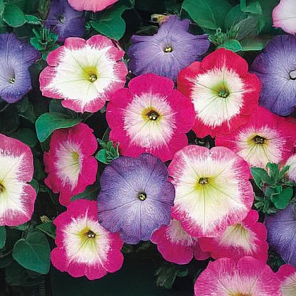 Petunia Merlin Mixed F1 | Grow Your Own | Free UK Delivery – Gardeners ...