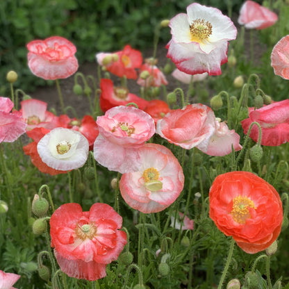 Poppy Falling In Love | Grow Your Own | Free UK Delivery – Gardeners Dream