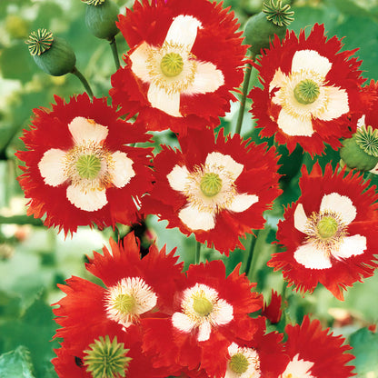 Poppy Victoria Cross | Grow Your Own | Free UK Delivery – Gardeners Dream