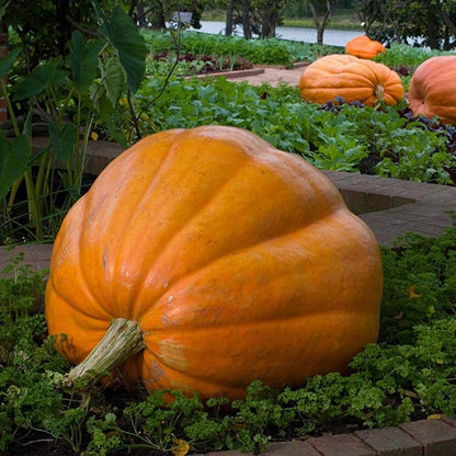 Pumpkin Dills Atlantic Giant | Grow Your Own | Free UK Delivery ...