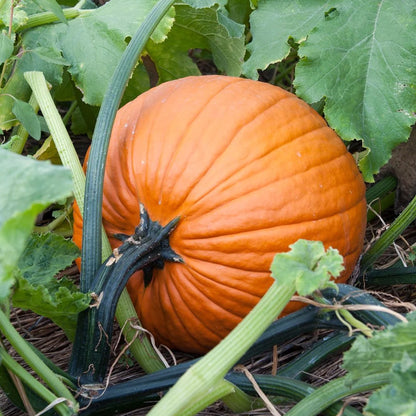 Pumpkin Jack O Lantern | Grow Your Own | Free UK Delivery – Gardeners Dream