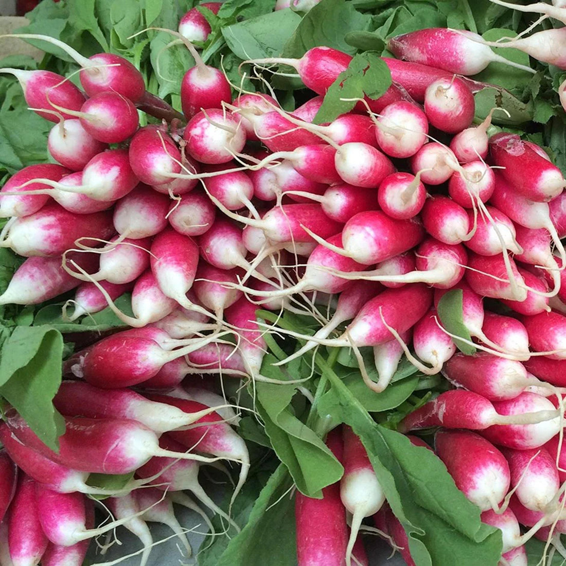 Radish French Breakfast 3 | Grow Your Own | Free UK Delivery ...
