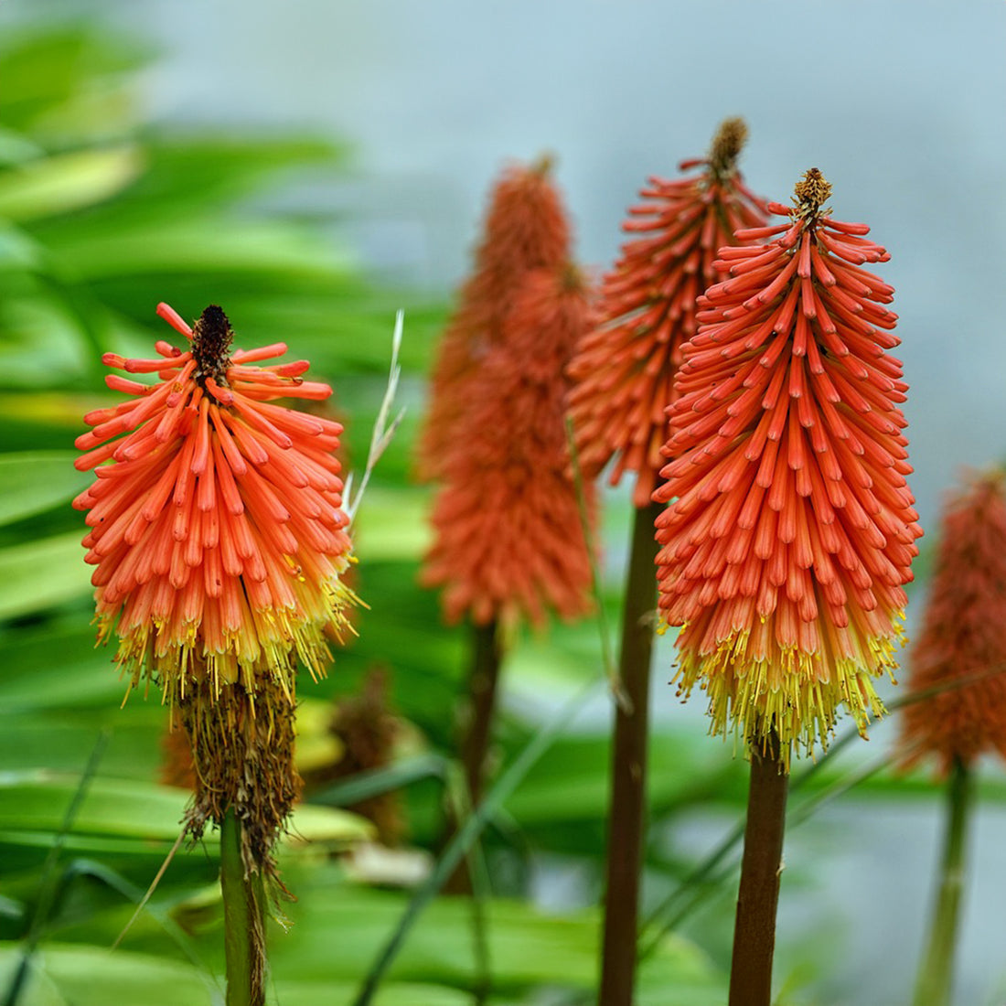 Kniphofia Red Hot Poker Flower Seeds | Outdoor Plants – Gardeners Dream