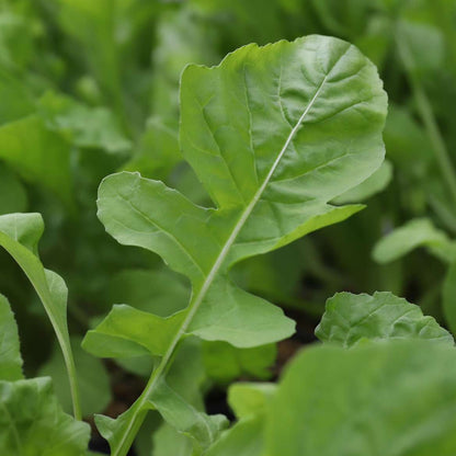 Wild Rocket Seeds | Grow Your Own | Free UK Delivery – Gardeners Dream