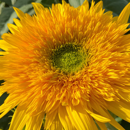 Sunflower Double Sun King | Grow Your Own | Free UK Delivery ...