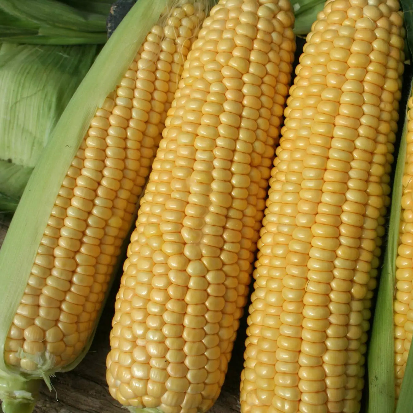 Sweet Corn Goldcrest F1 | Grow Your Own | Free UK Delivery – Gardeners ...