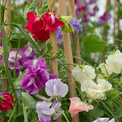 Bouquet Mix Sweet Pea Seeds | Annuals| Free UK Delivery – Gardeners Dream