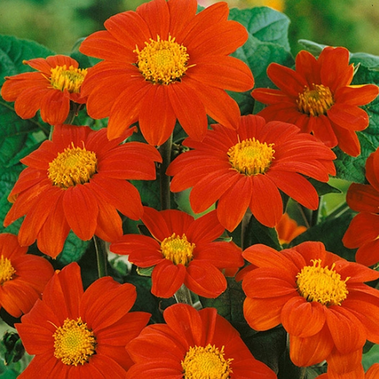 Tithonia Torch | Grow Your Own | Free UK Delivery – Gardeners Dream