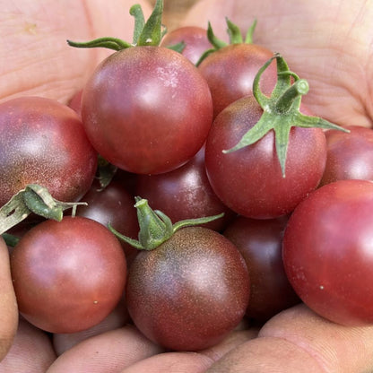 Tomato Rosella Seeds | Grow Your Own | Free UK Delivery – Gardeners Dream