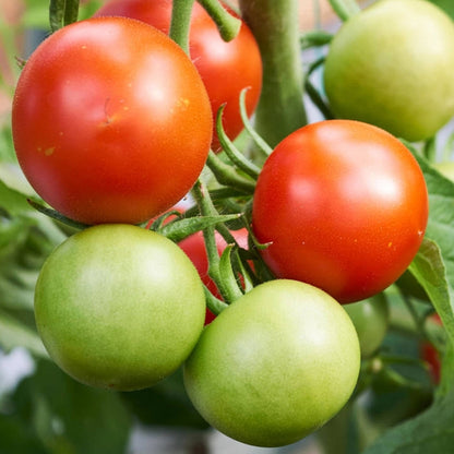 Tomato Shirley F1 Seeds | Grow Your Own | Free UK Delivery – Gardeners ...