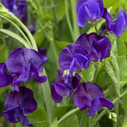 Sweet Pea 'Blue Velvet' | Free UK Delivery Over £50 – Gardeners Dream