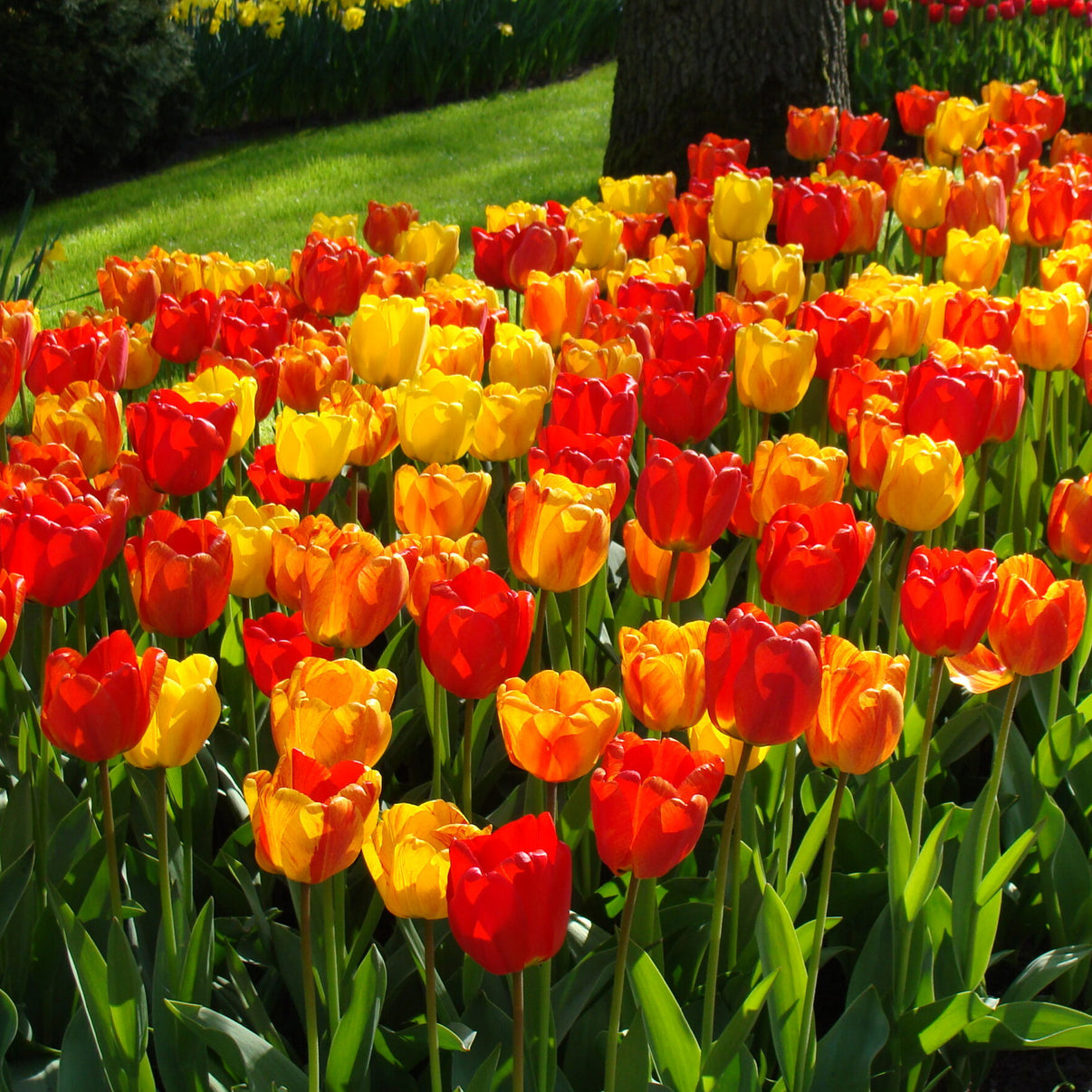 Tulip Garden Mix - Darwin Hybrid | Tulip Garden Mix – Gardeners Dream