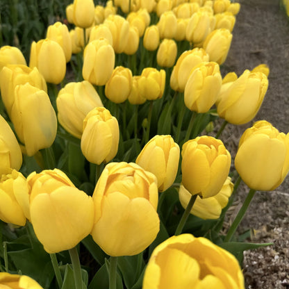 Tulip 'Golden Parade' | Darwin Hybrid Tulip – Gardeners Dream
