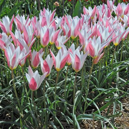 Tulip 'Lady Jane' | Lady Tulip – Gardeners Dream