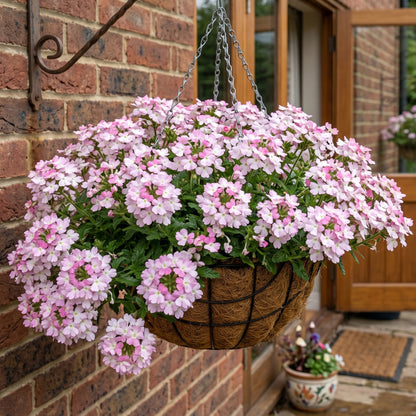 Verbena Light Pink Basket Plants – Gardeners Dream