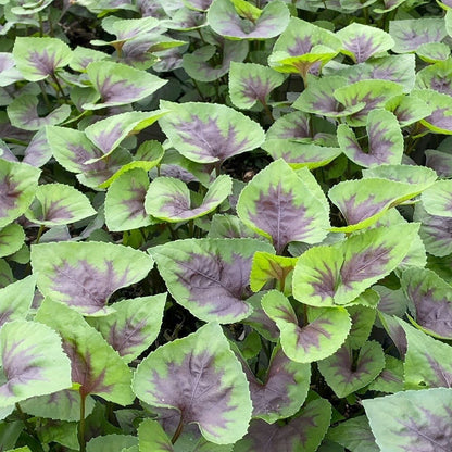 Viola 'Heartthrob' | Sweet Violet – Gardeners Dream