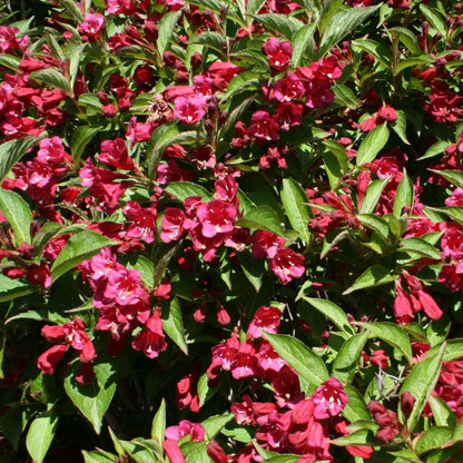 Weigela 'Eva Rathke' | Old-Fashioned Weigela – Gardeners Dream