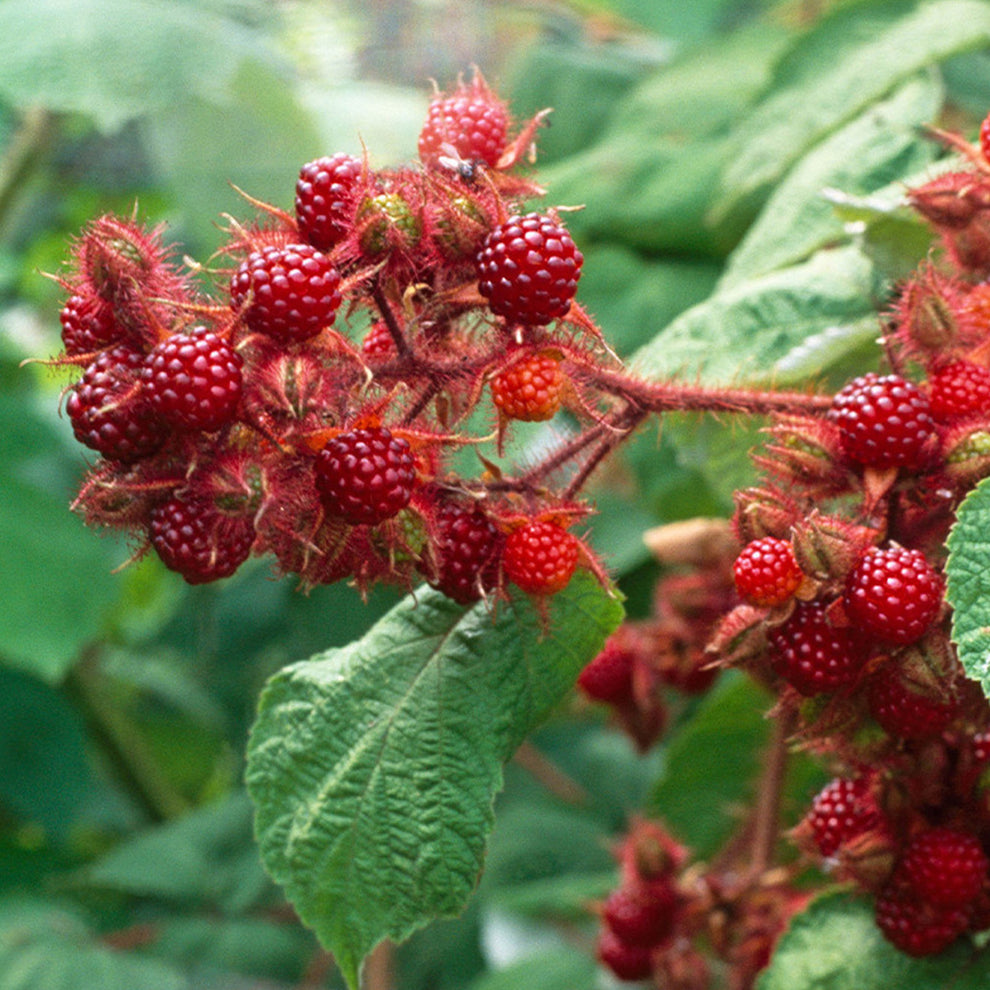 Wineberry | Wineberry – Gardeners Dream