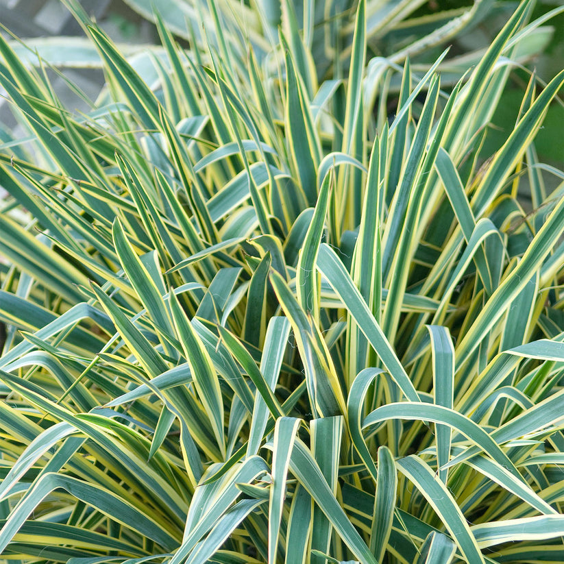 Yucca 'Bright Edge' | Needle Palm – Gardeners Dream