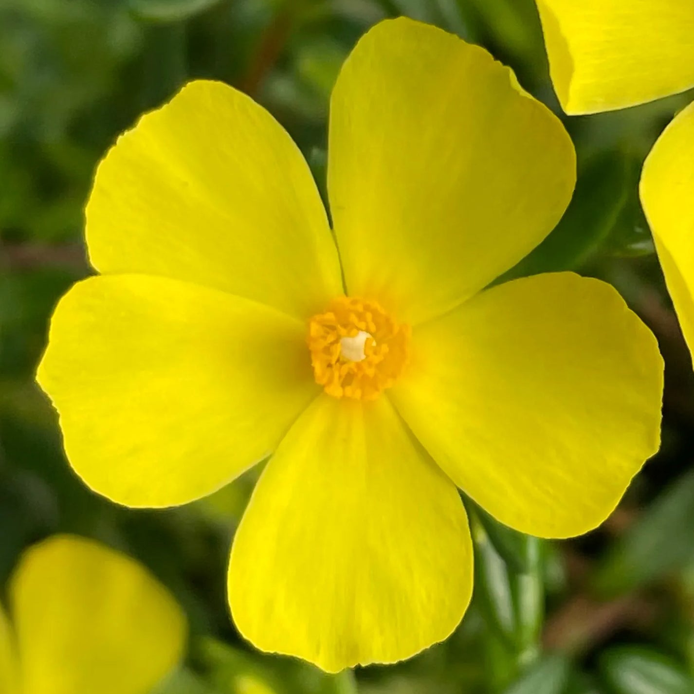 Halimium libanotis | Wooly Rock Rose – Gardeners Dream