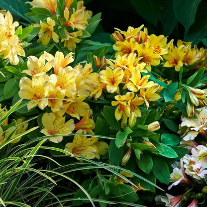 Alstroemeria 'Spring Valley' | Peruvian Lily – Gardeners Dream