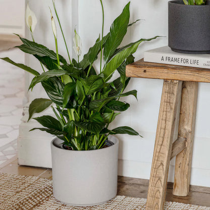 Leon Cement Planter Ceramic Pot | Free UK Delivery – Gardeners Dream