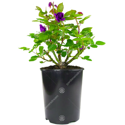 Purple Bush Rose | Pink Gift Wrapping – Gardeners Dream