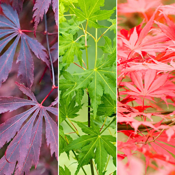 3 Acer Japanese Maple Trees | Shrubs for Sale | Free UK Delivery Over £ ...
