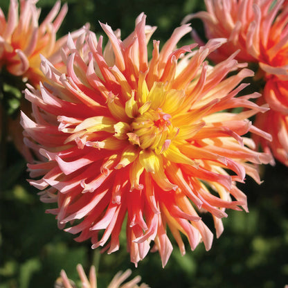 Dahlia 'Fringed Star' | Dahlia Tubers – Gardeners Dream