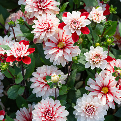 Dahlia 'Pacific Time' | Dahlia Tubers – Gardeners Dream
